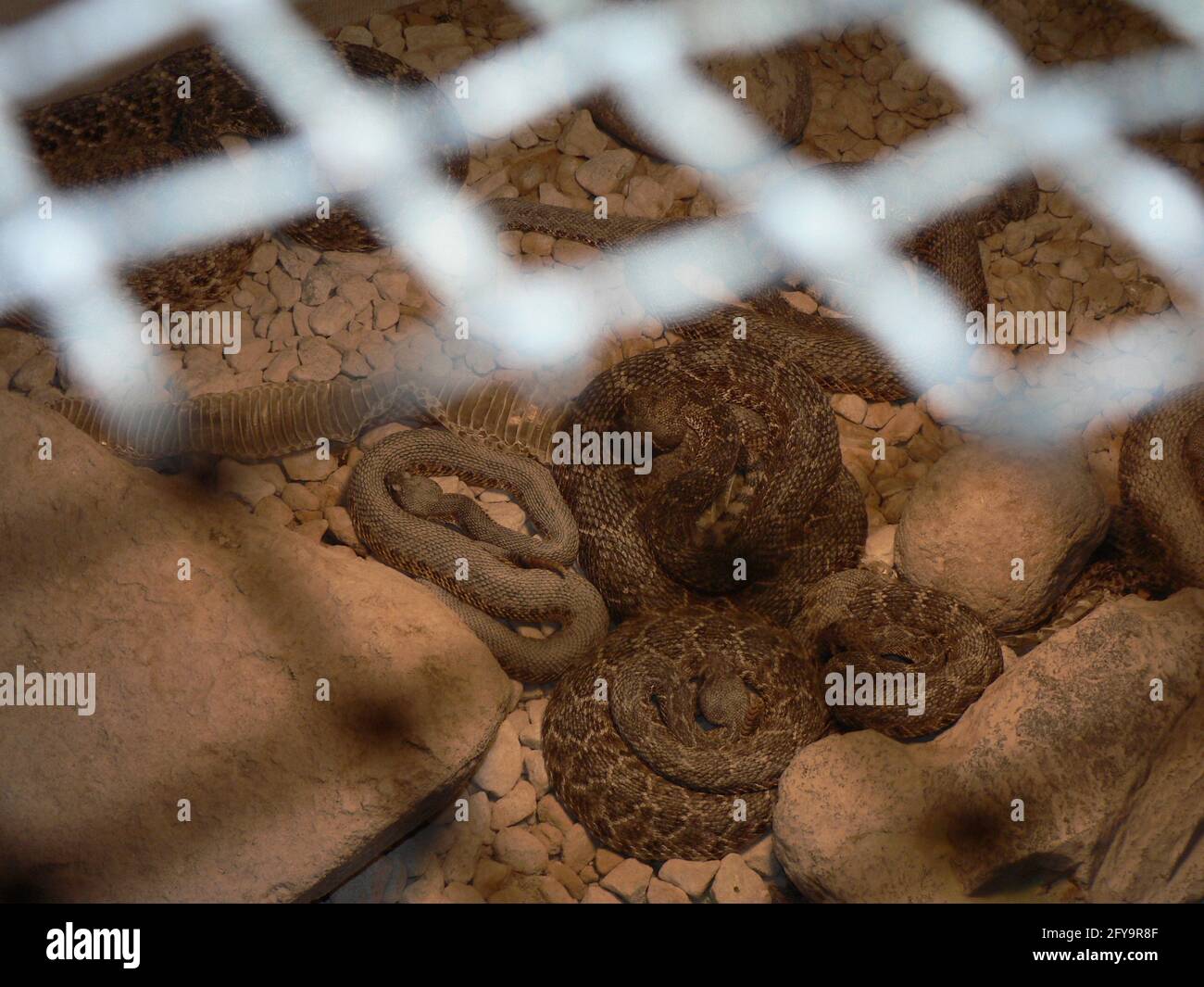 Venomous snake in cage hi-res stock photography and images - Alamy