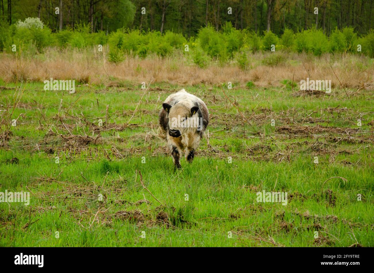 Adorable, white-black galloway grazing in a green field in the ...