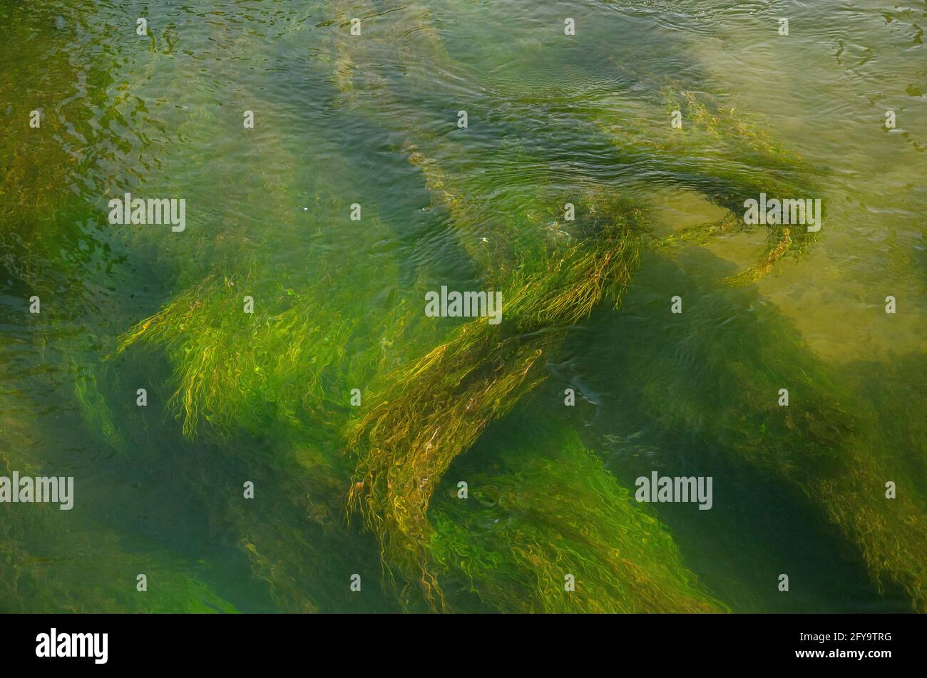 Top view of green underwater algae - for backgrounds and textures Stock ...