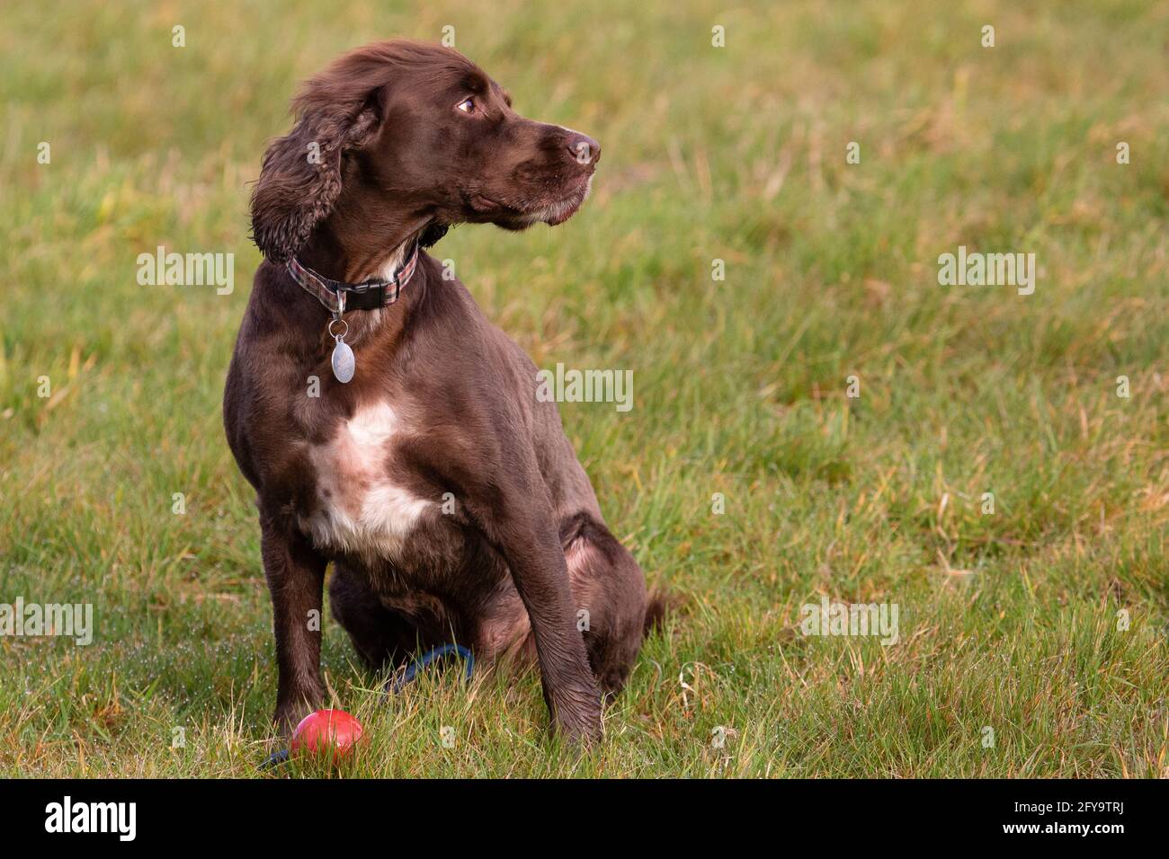 Working cockers hi-res stock photography and images - Alamy