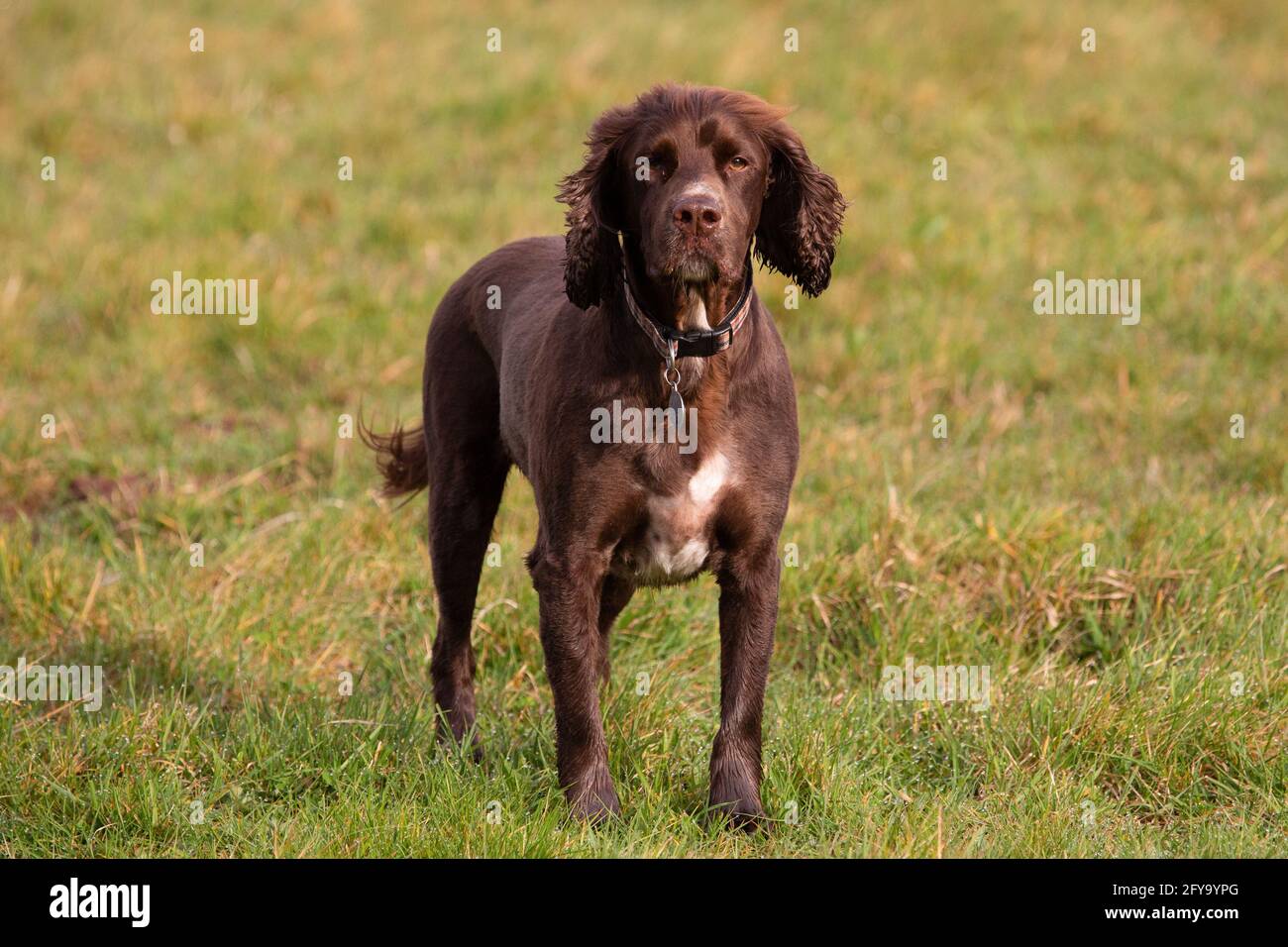 A Working Cockers Spaniel dog in a field out for a walk Stock Photo - Alamy