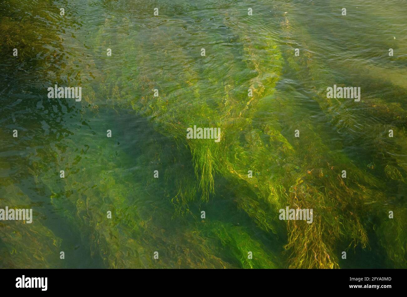 Top view of green underwater algae - for backgrounds and textures Stock ...
