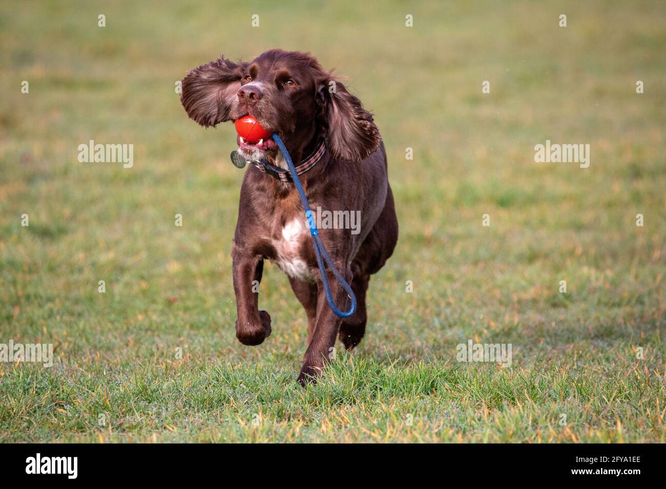 Working cockers hi-res stock photography and images - Alamy