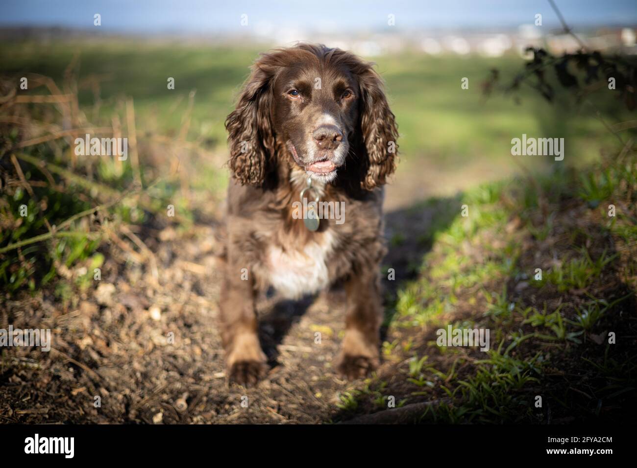 Working English Cocker Spaniel High Resolution Stock Photography and ...