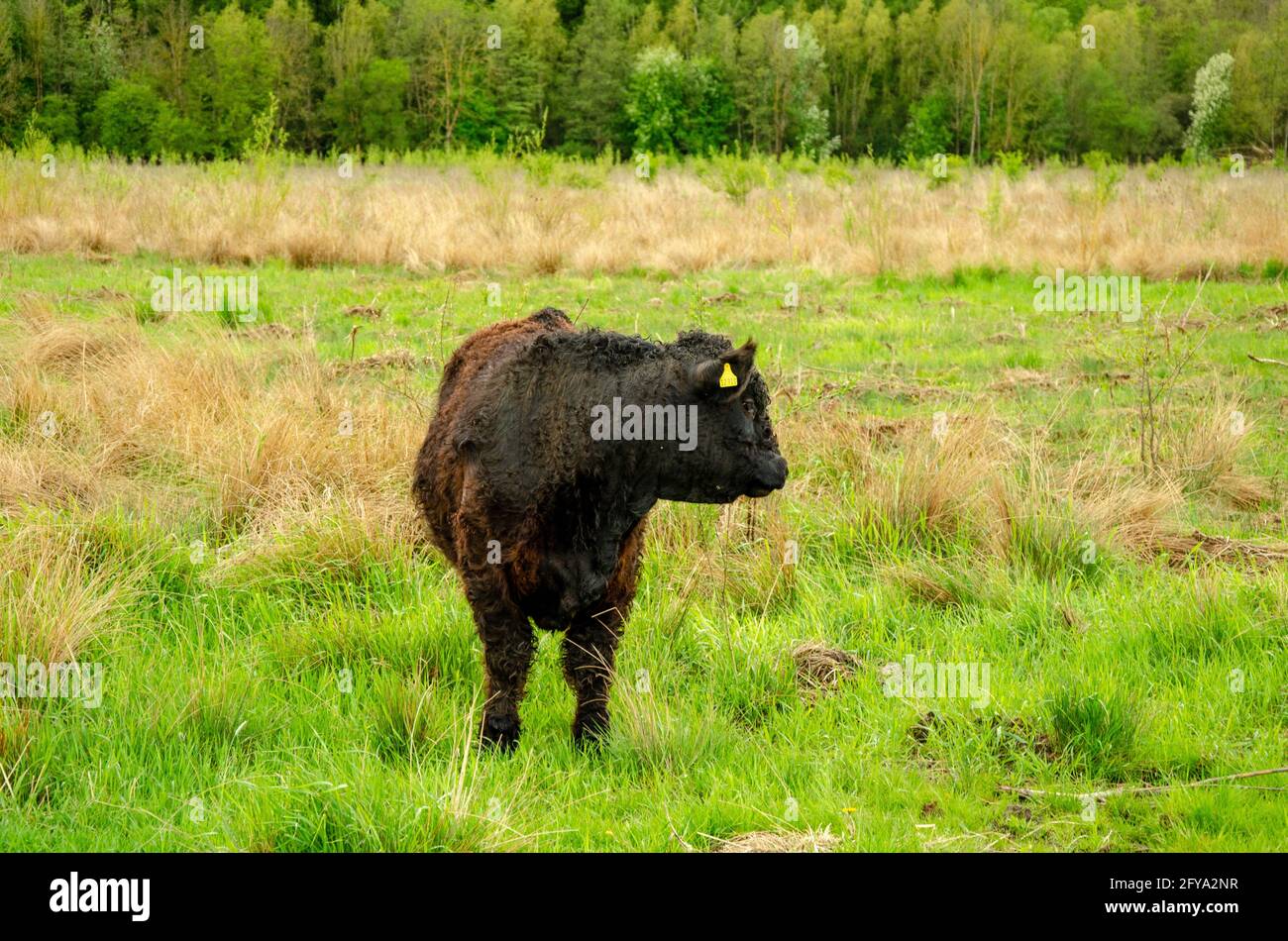 Adorable brown galloway standing in a green field in the background of ...