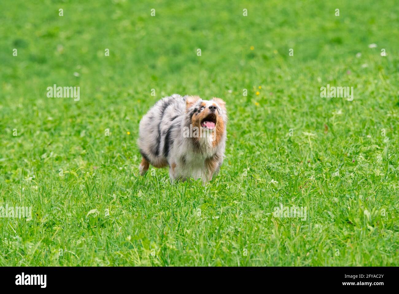 blue merle Australian shepherd dog runs and jump on the meadow in ...