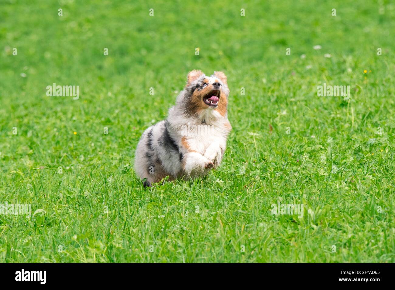 blue merle Australian shepherd dog runs and jump on the meadow in ...