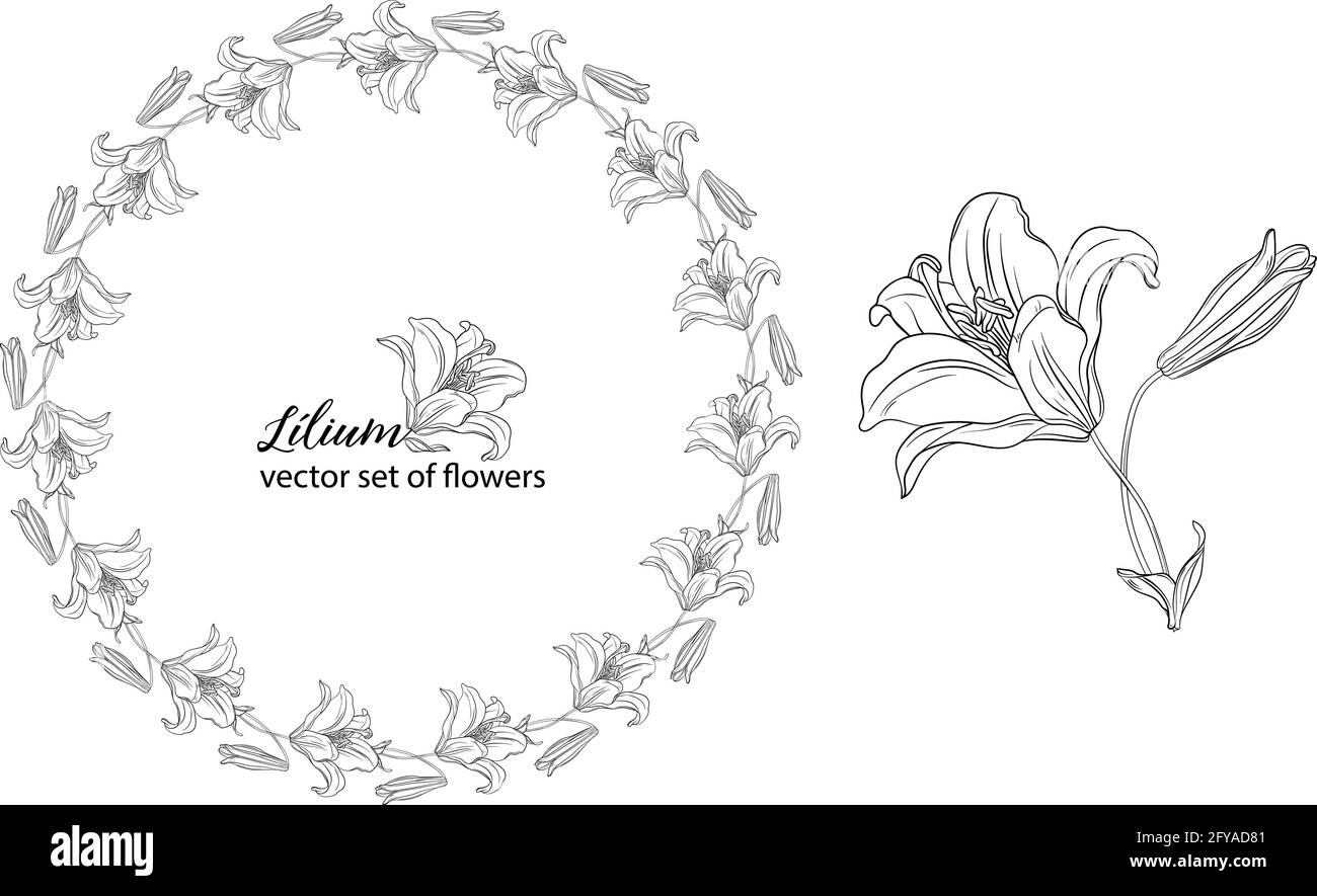 vector set of flowers and Lily buds. Lílium Stock Vector Image & Art ...