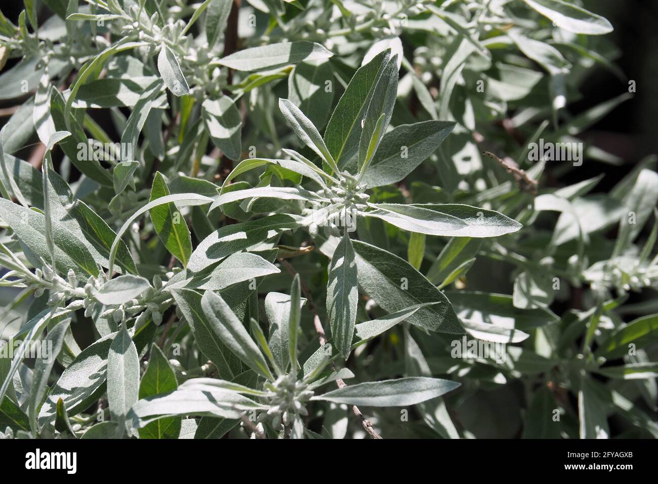 Elaeagnus angustifolia hi-res stock photography and images - Alamy