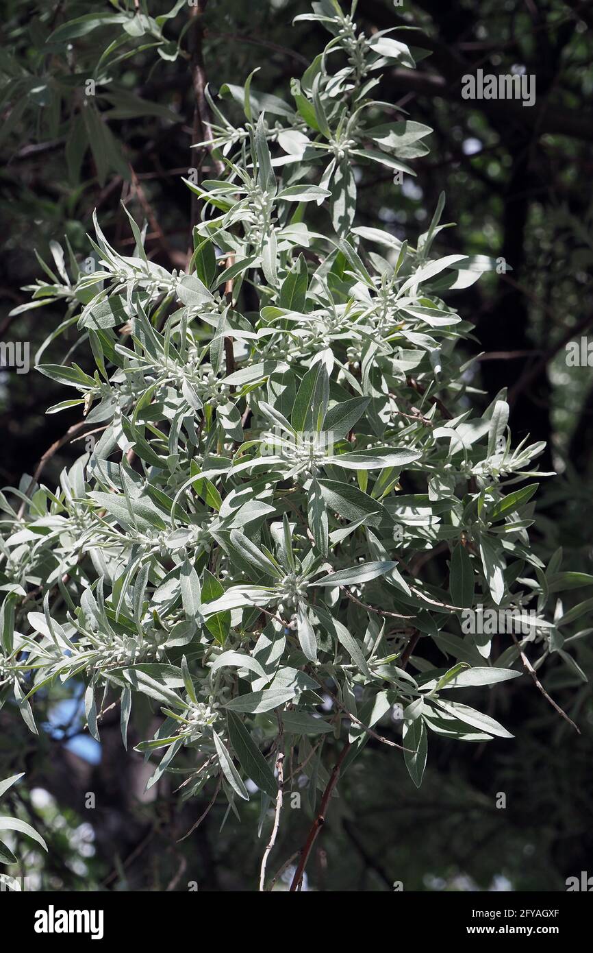 Russian olive, silver berry, oleaster, or wild oliveSchmalblättrige ...