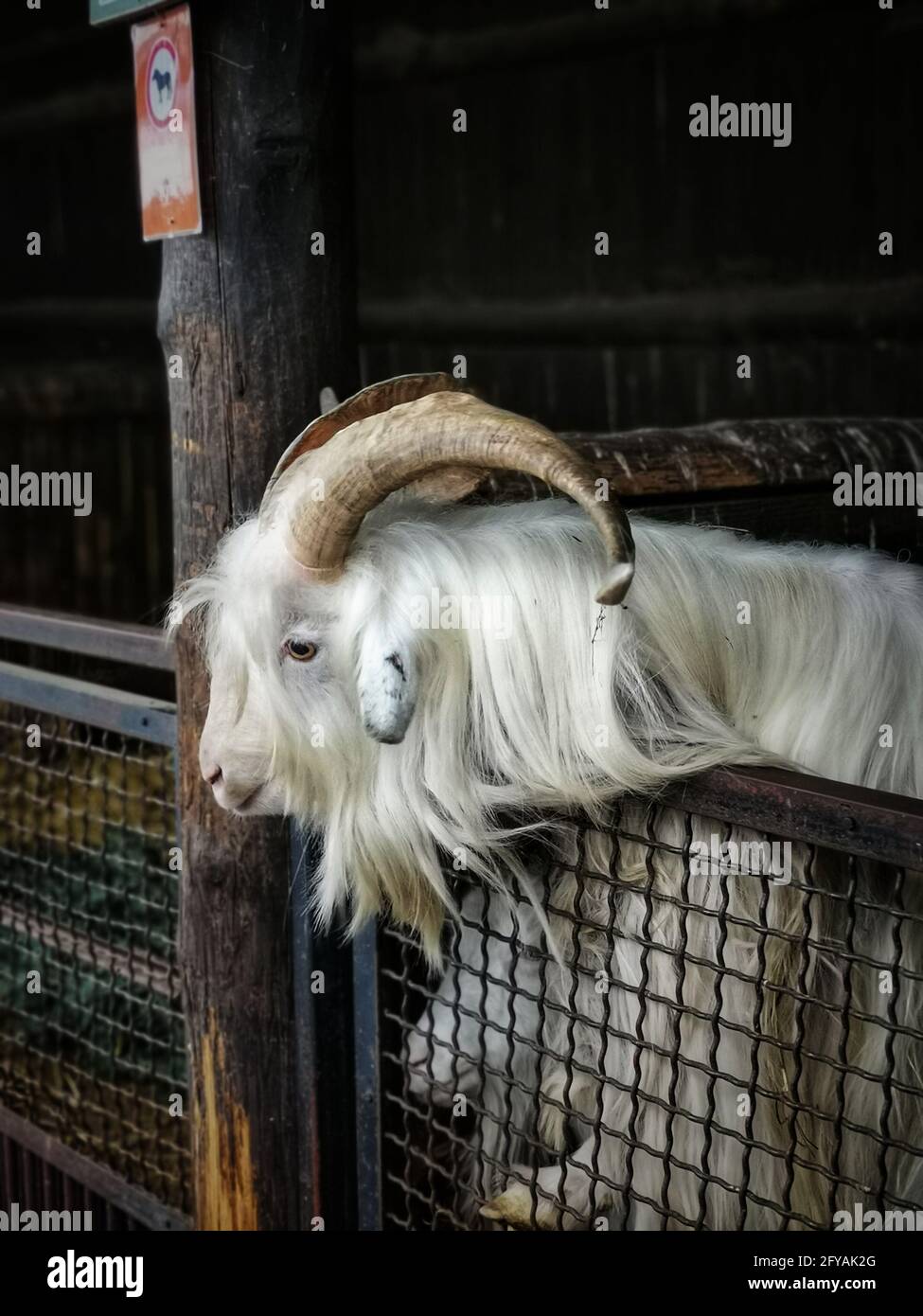 Vertical shot of a white goat in a barn Stock Photo - Alamy
