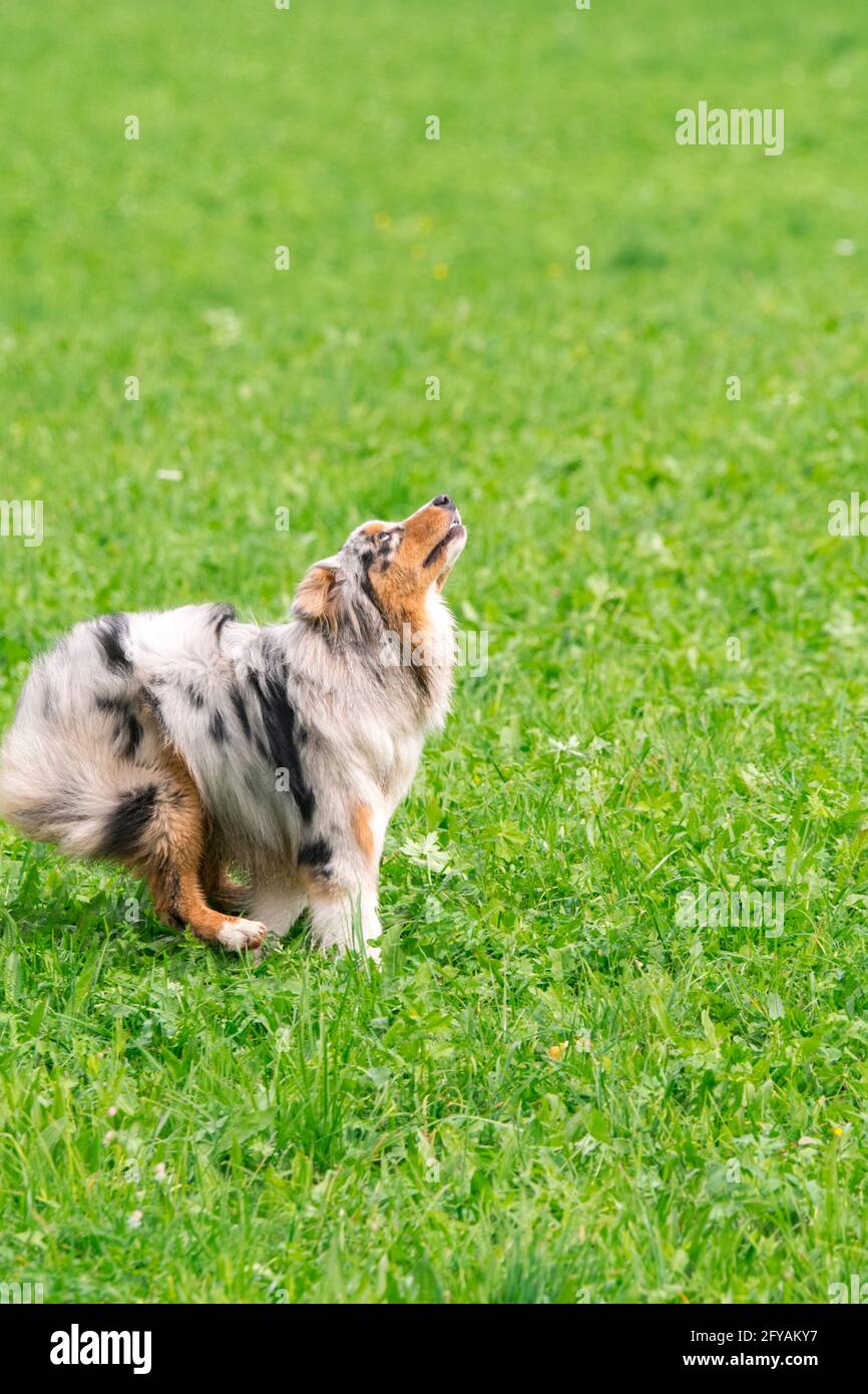 blue merle Australian shepherd dog runs and jump on the meadow in ...