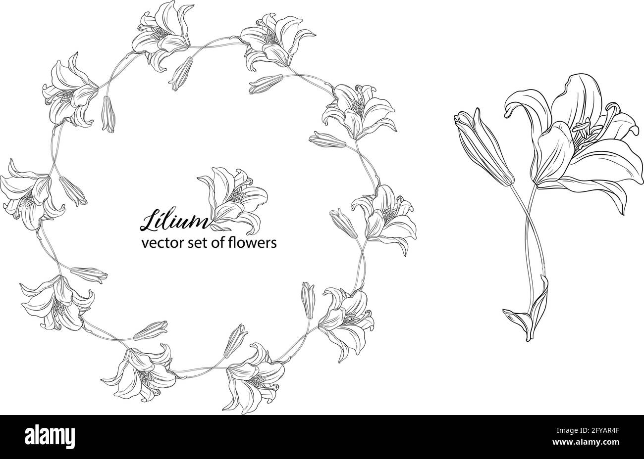 vector set of flowers and Lily buds. Lílium Stock Vector Image & Art ...