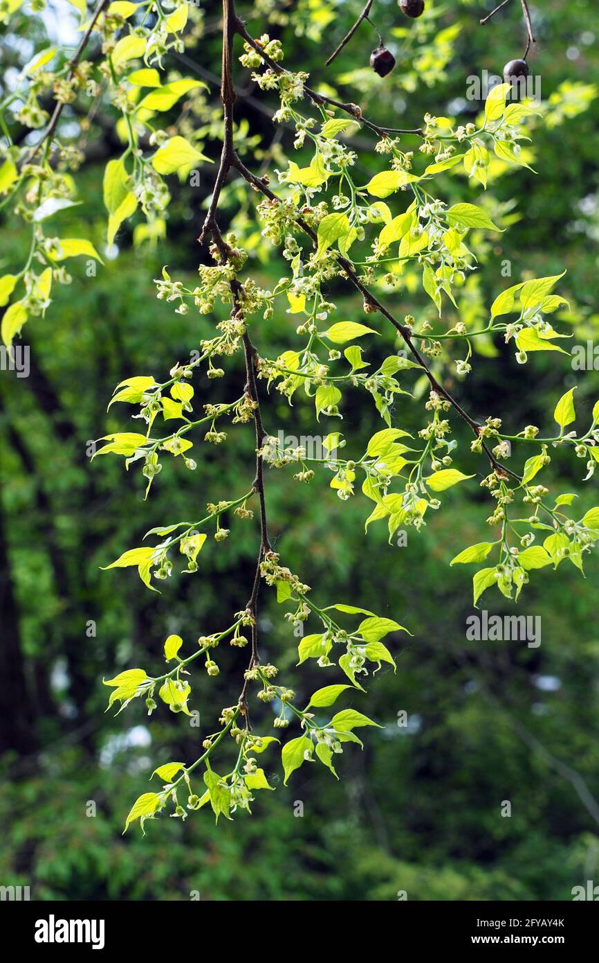 Blooming Hackberry Tree High Resolution Stock Photography and Images ...