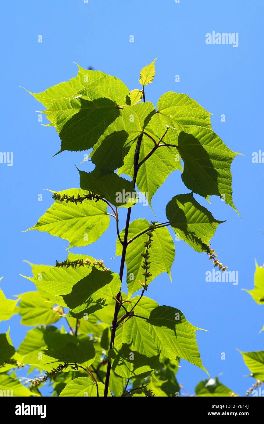 Striped maple hi-res stock photography and images - Alamy