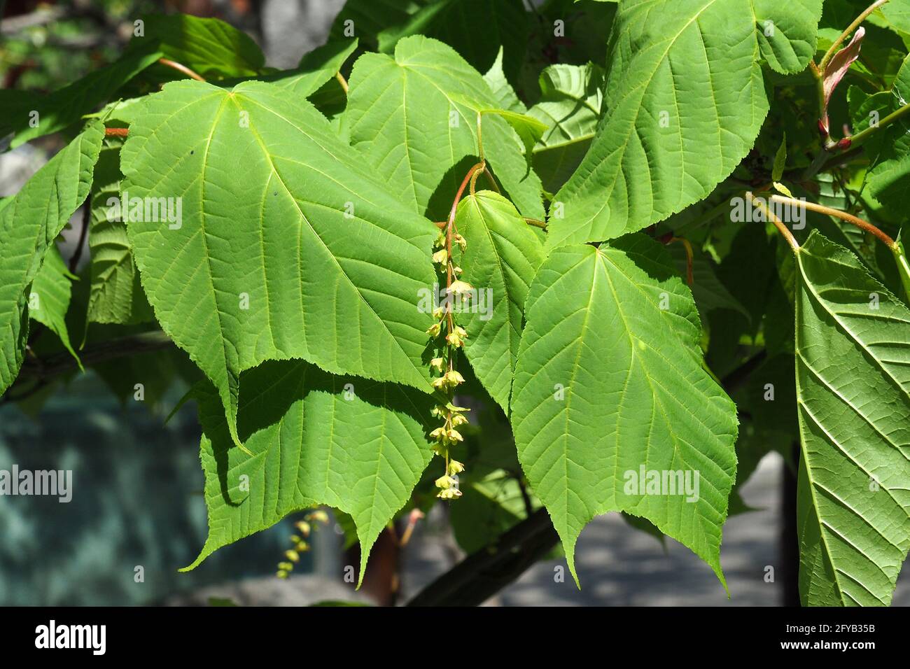 Striped maple hi-res stock photography and images - Alamy