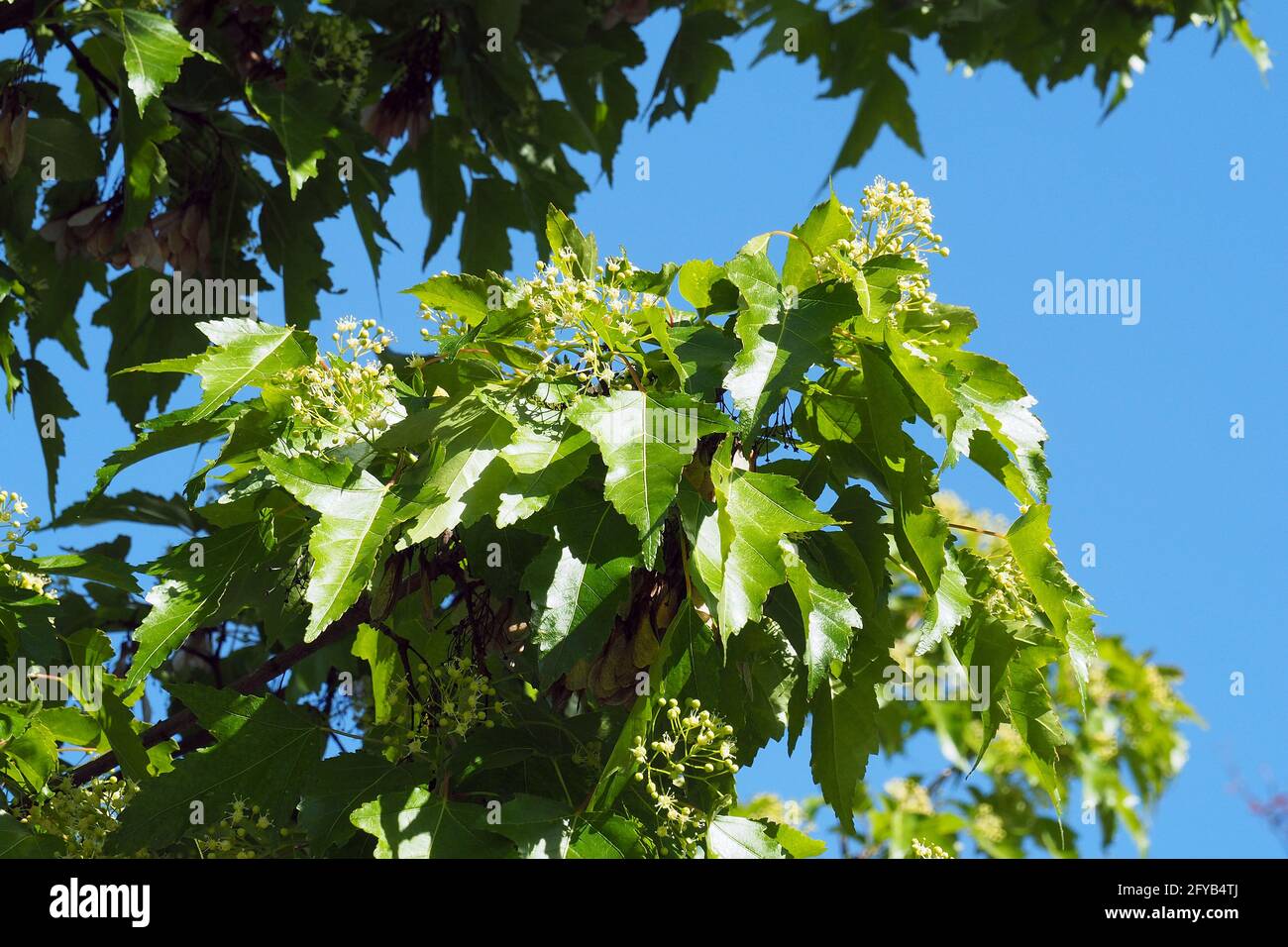 Tatar maple or Tatarian maple, Tatarischer Steppen-Ahorn, Érable de ...