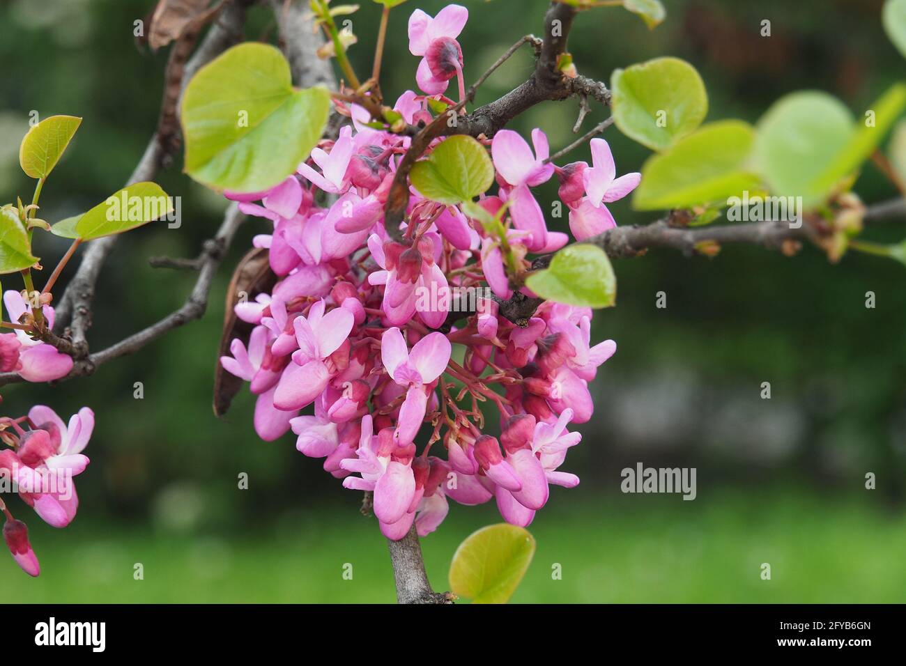 Judas tree, Gewöhnlicher Judasbaum, Gainier silicastre, Arbre de Judée ...