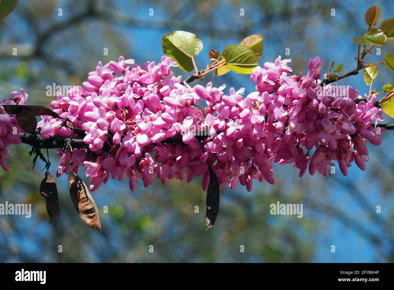 Judas tree, Gewöhnlicher Judasbaum, Gainier silicastre, Arbre de Judée ...