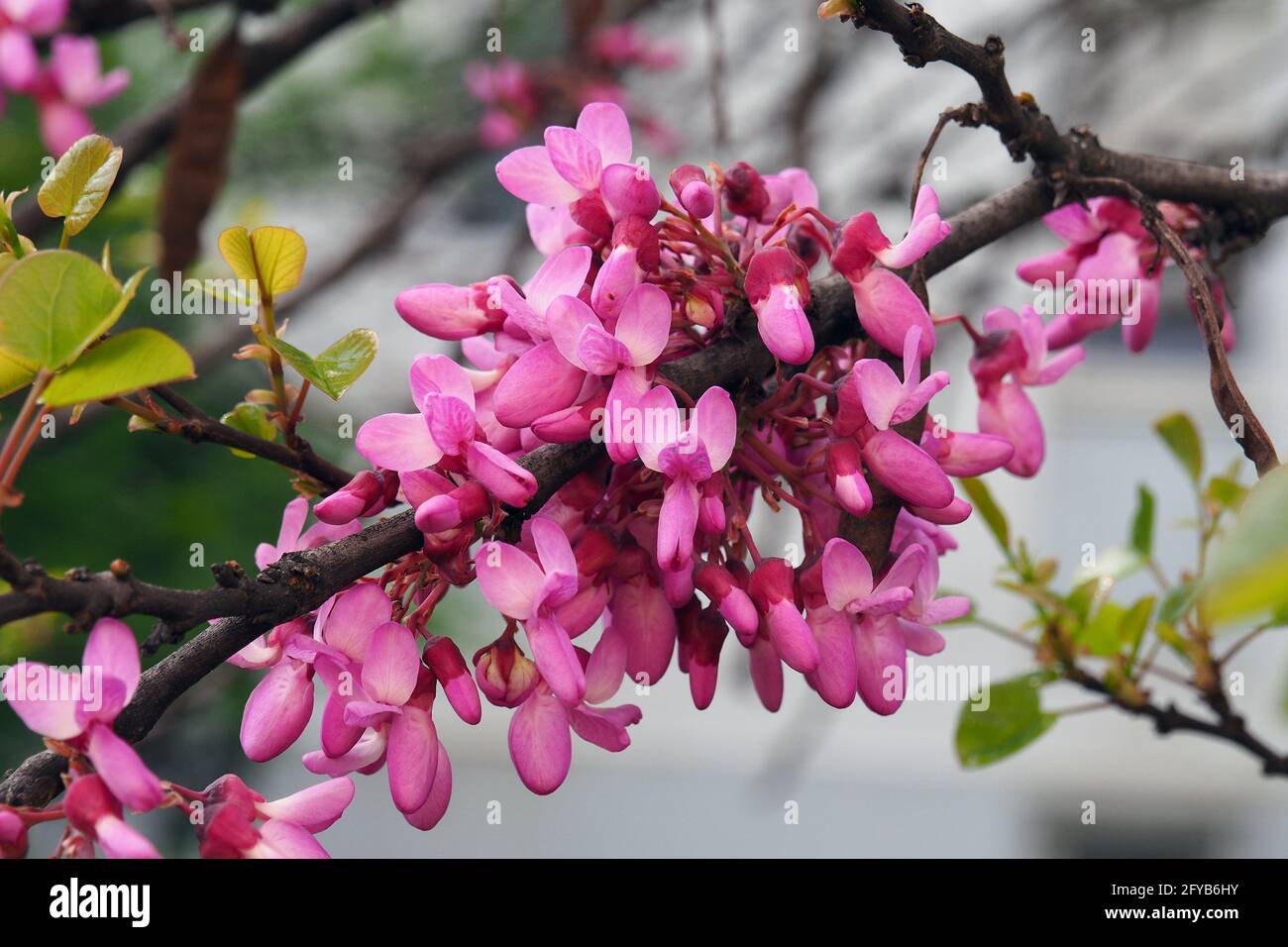 Judas tree, Gewöhnlicher Judasbaum, Gainier silicastre, Arbre de Judée ...
