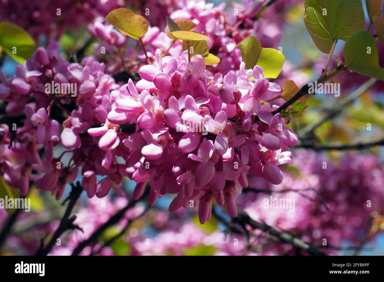 Judas tree, Gewöhnlicher Judasbaum, Gainier silicastre, Arbre de Judée ...