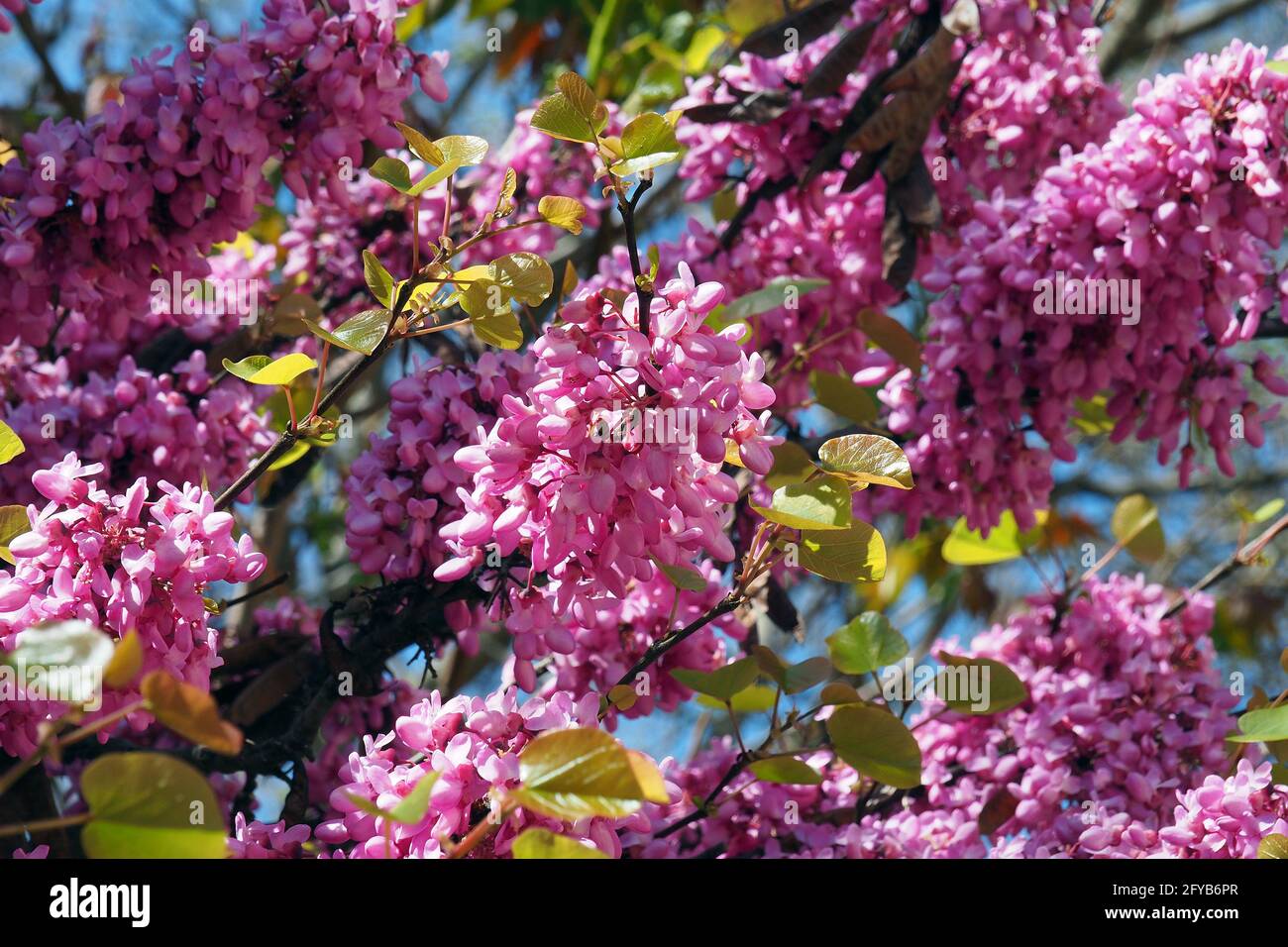 Judas tree, Gewöhnlicher Judasbaum, Gainier silicastre, Arbre de Judée ...