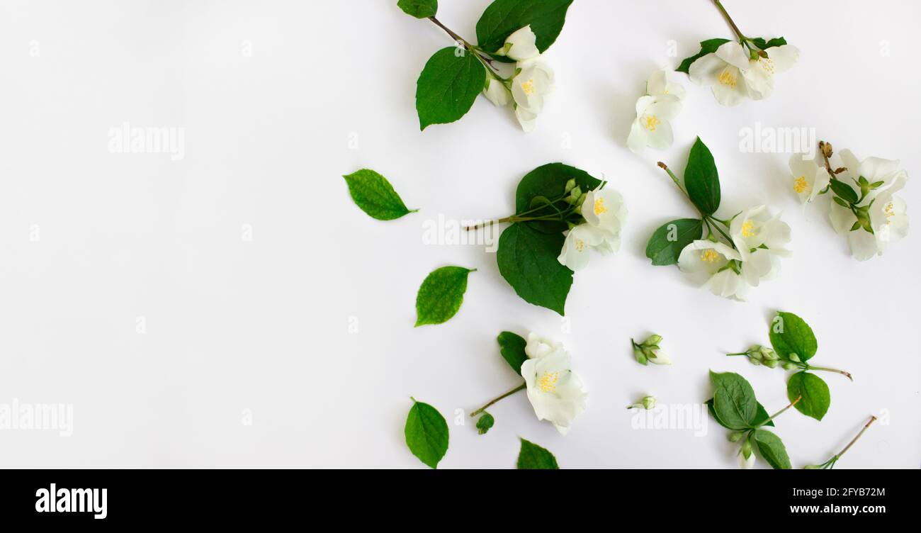White Fresh Jasmine flowers on white background Stock Photo - Alamy