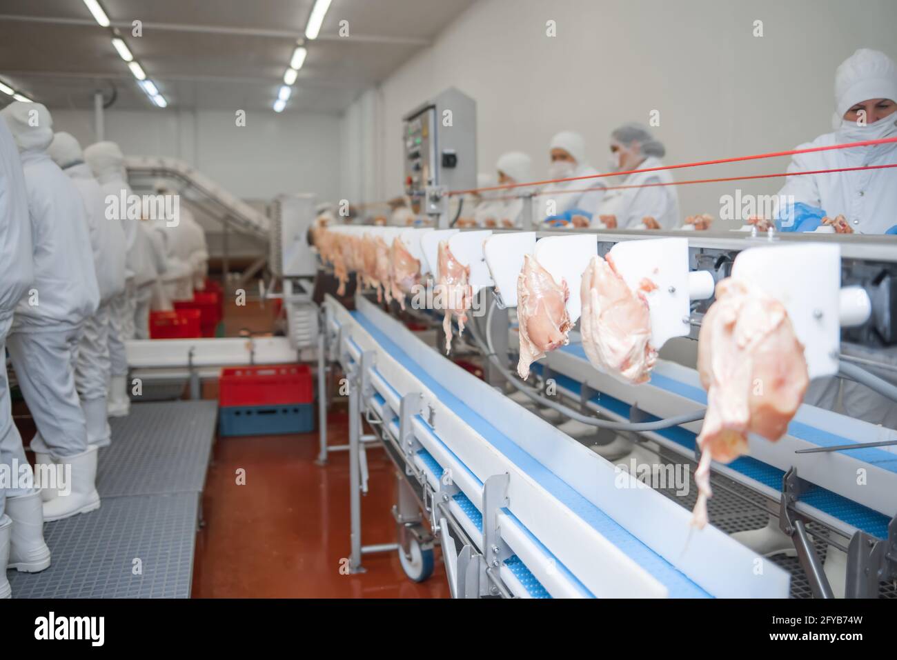 Chicken fillet production line. Factory for the production of food from ...