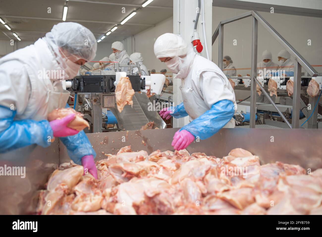 Chicken fillet production line. Factory for the production of food from ...