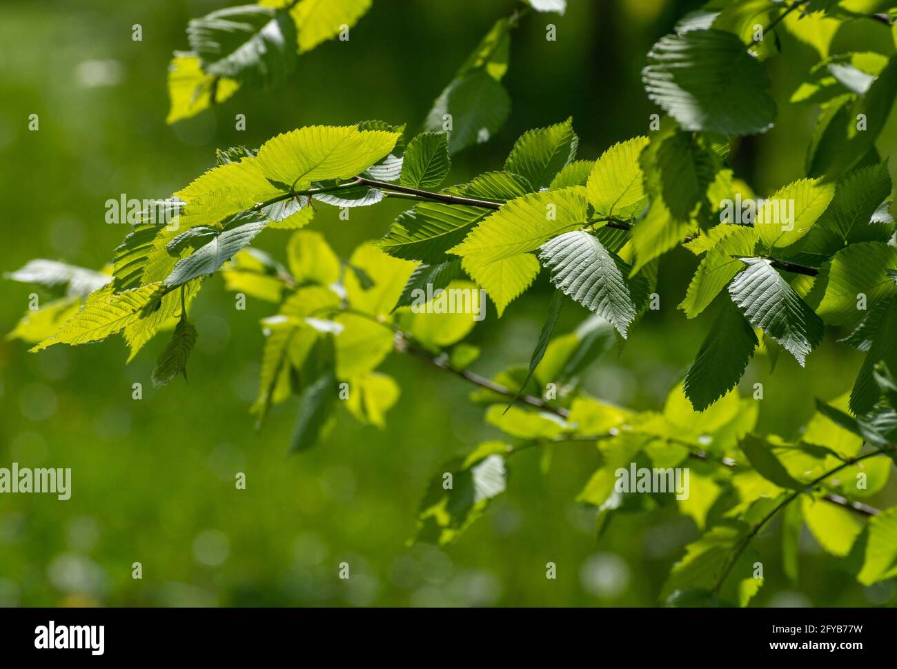 Young elm leaves hi-res stock photography and images - Alamy