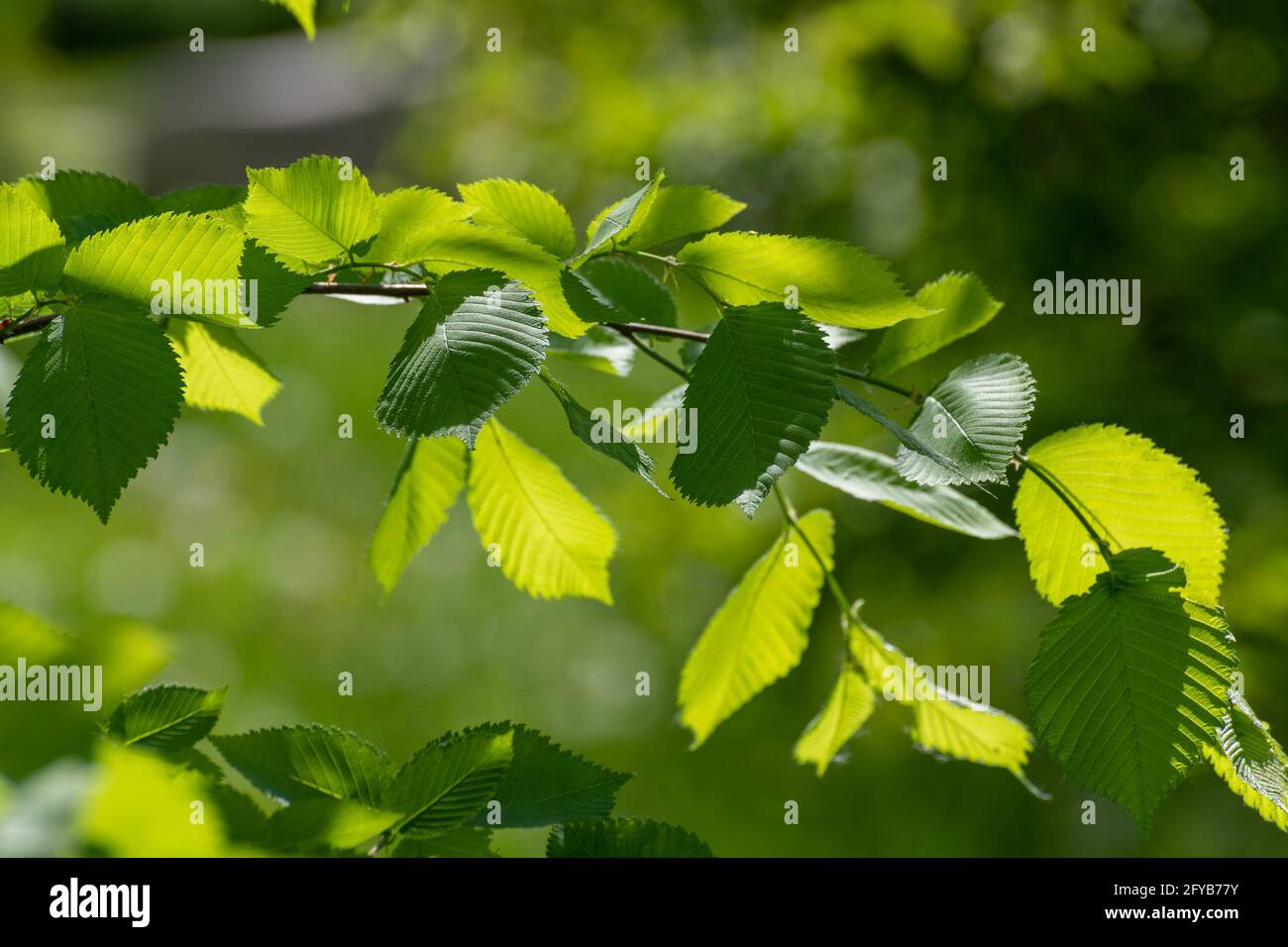 Young Elm Leaves High Resolution Stock Photography and Images - Alamy