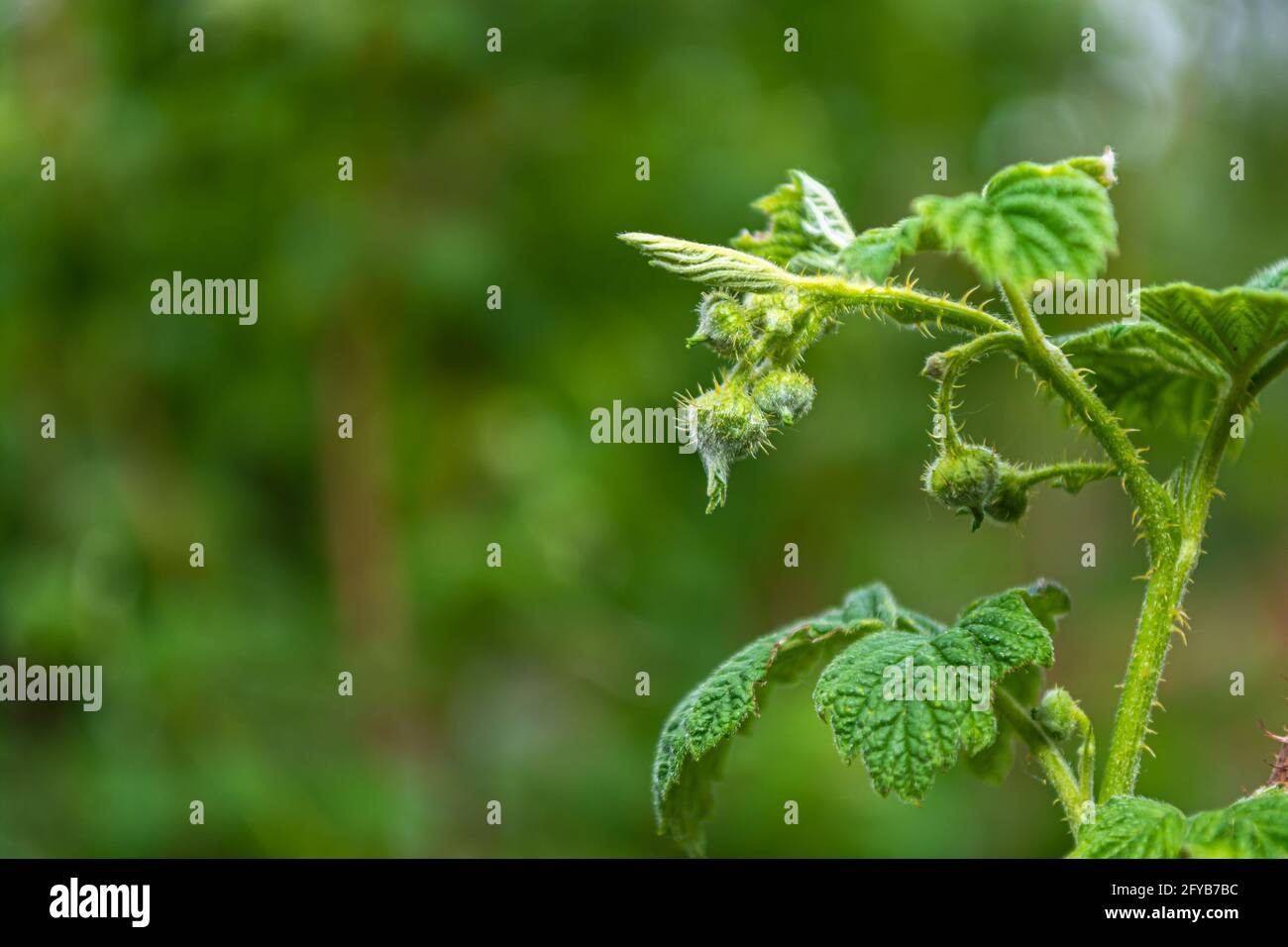 Buds of raspberry flowers in the spring garden on a blurred green ...