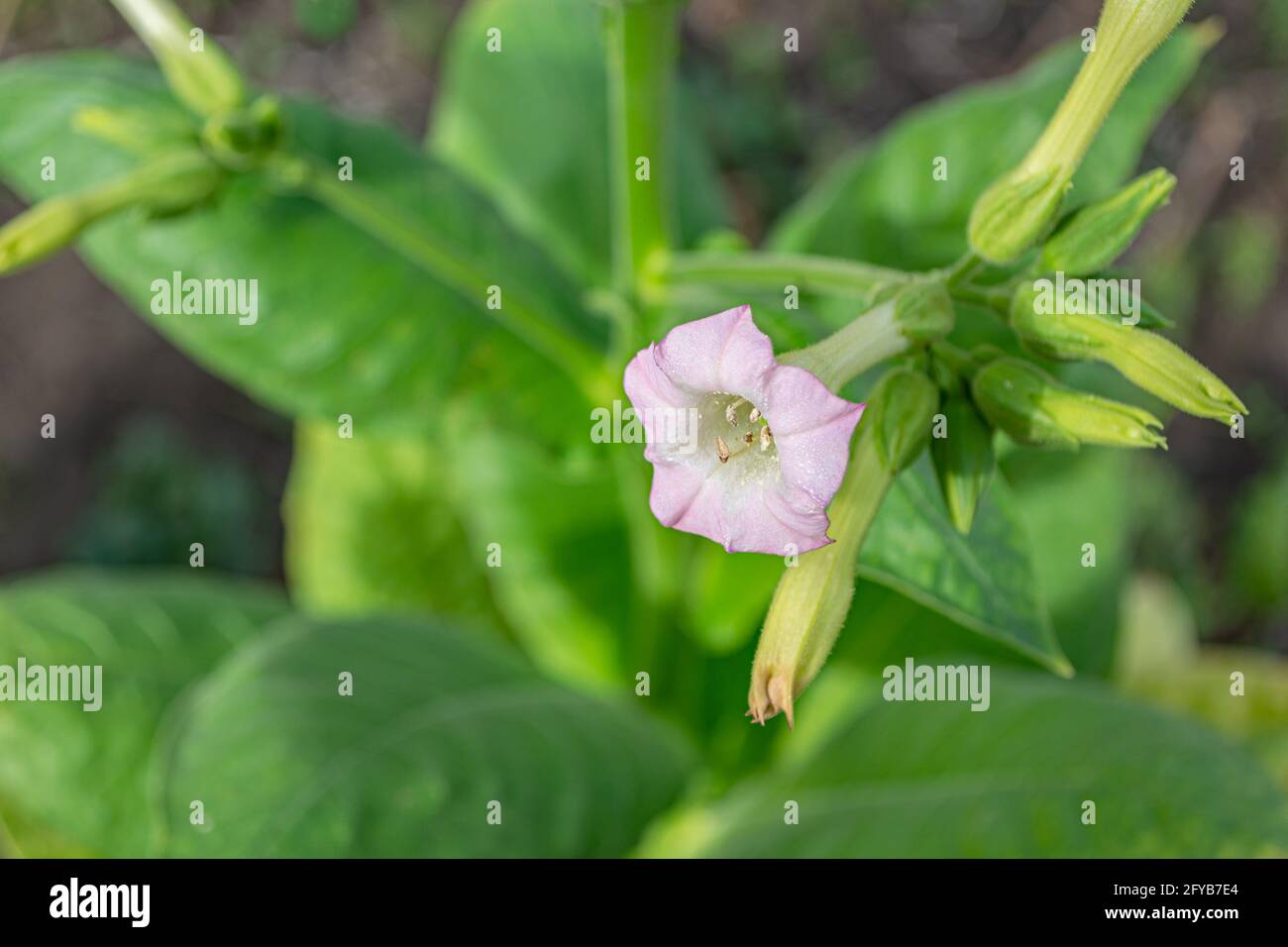 Tobacco flower on a background of green leaves. Selective focus ...
