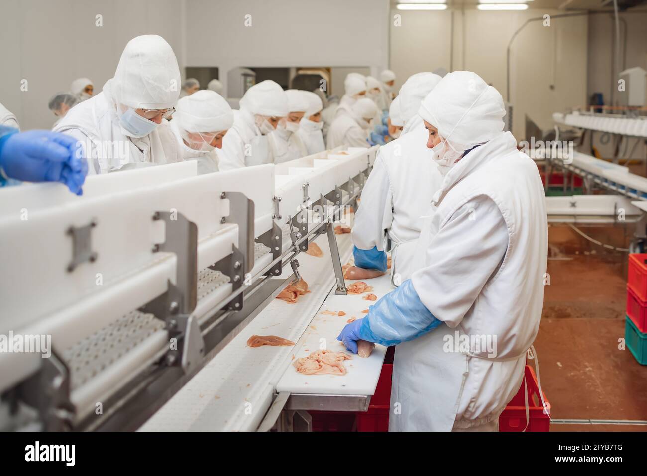 Chicken fillet production line . Line for the production of semi ...