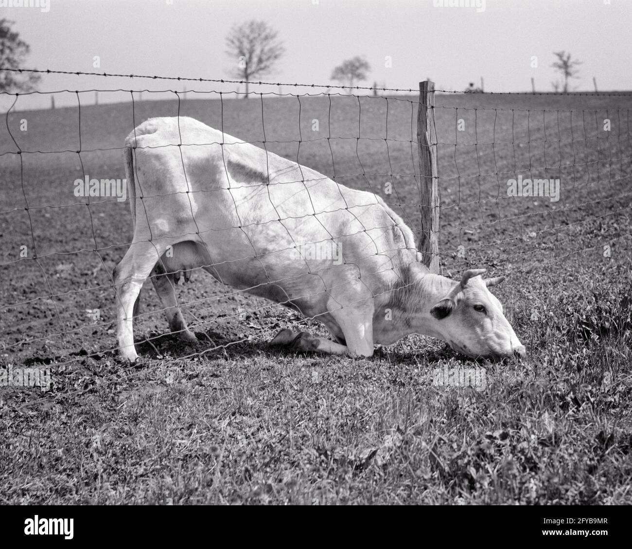 1930s DAIRY COW BENDING KNEELING HEAD STRETCHED UNDERNEATH WIRE FENCE ...