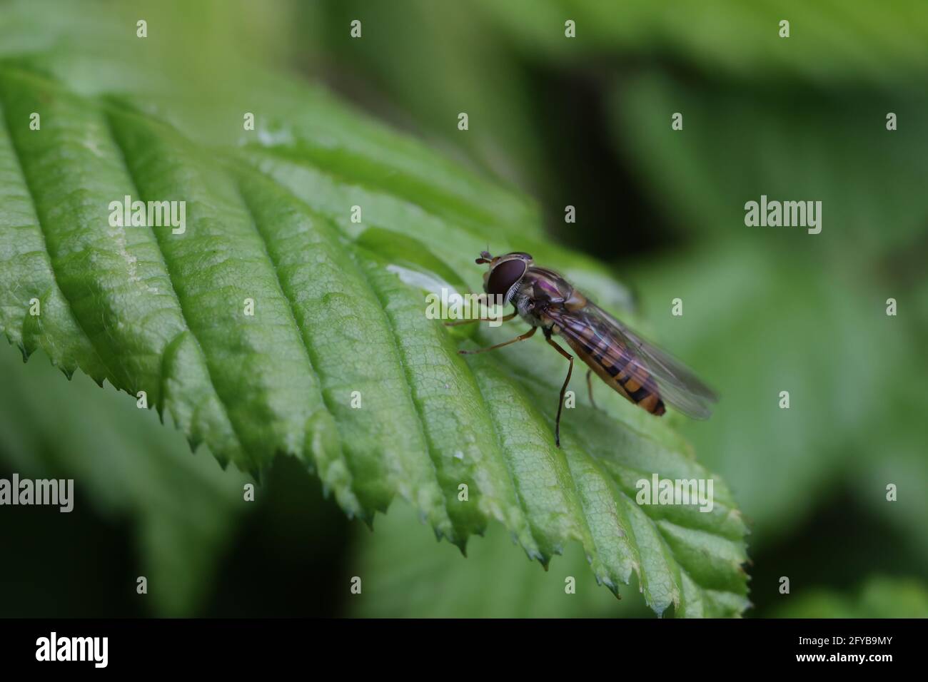 Little hoverfly resting on the leaves of a bush Stock Photo - Alamy