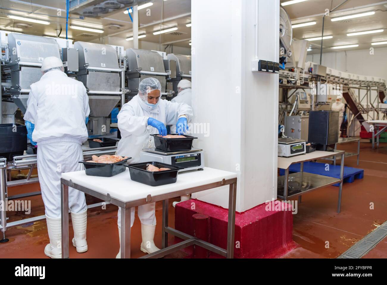 Group of workers working at a chicken factory food processing plant ...