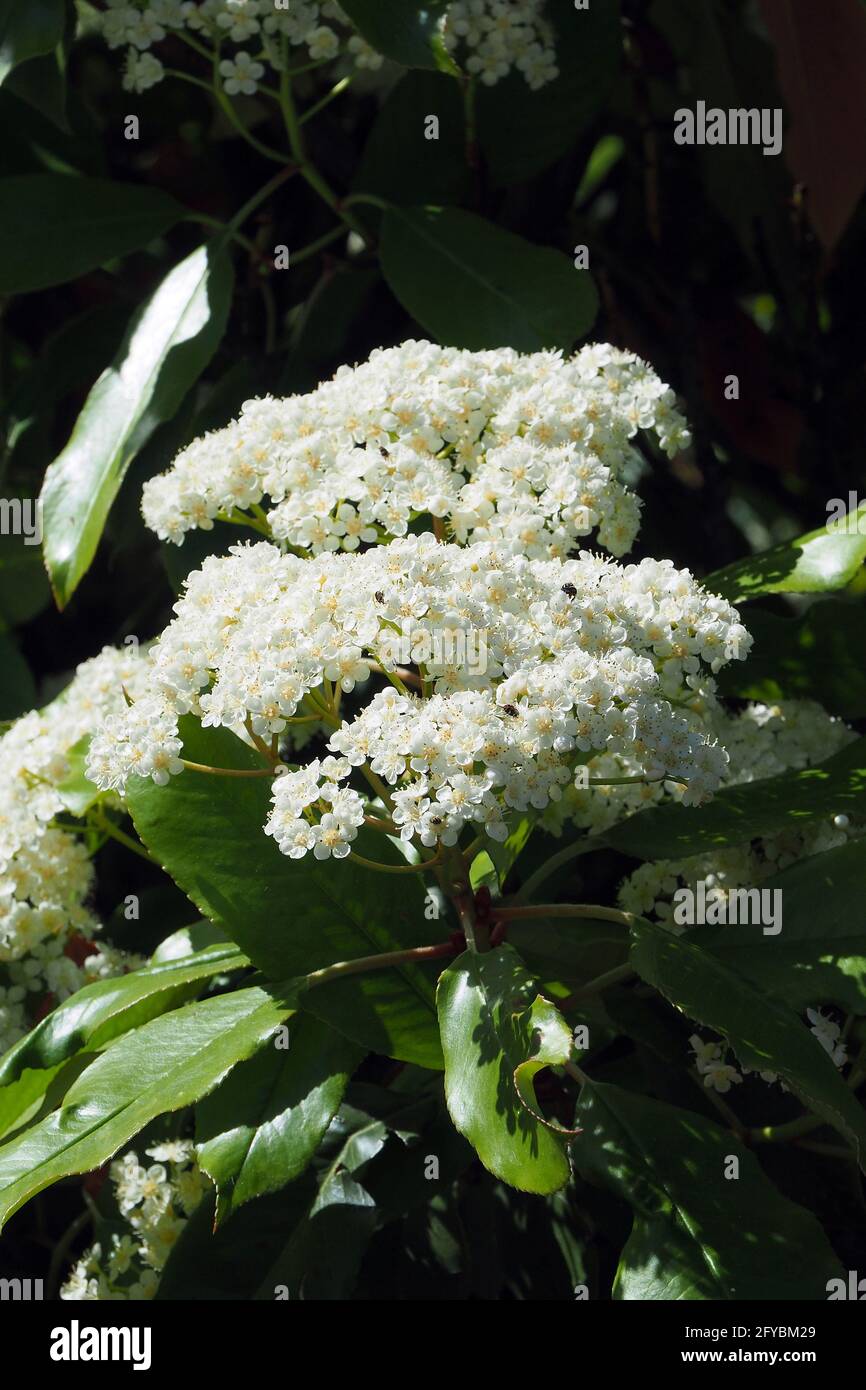 Taiwanese photinia, Chinese photinia, Photinia serratifolia, redős ...