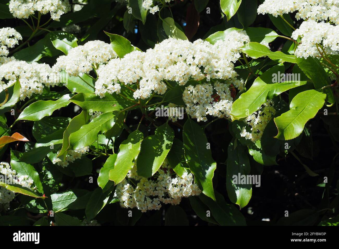 Taiwanese photinia, Chinese photinia, Photinia serratifolia, redős ...