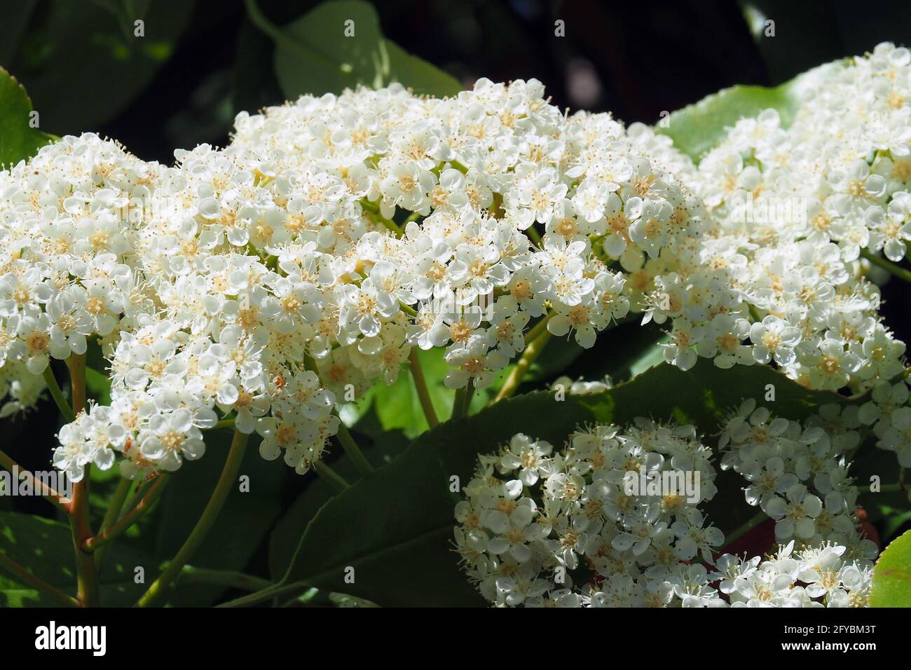 Taiwanese photinia, Chinese photinia, Photinia serratifolia, redős ...