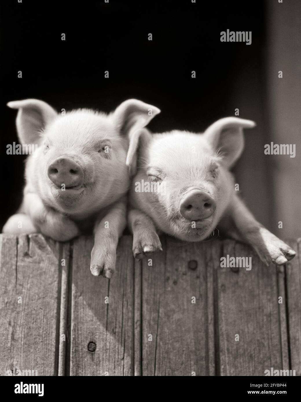 Hog barn hi-res stock photography and images - Alamy