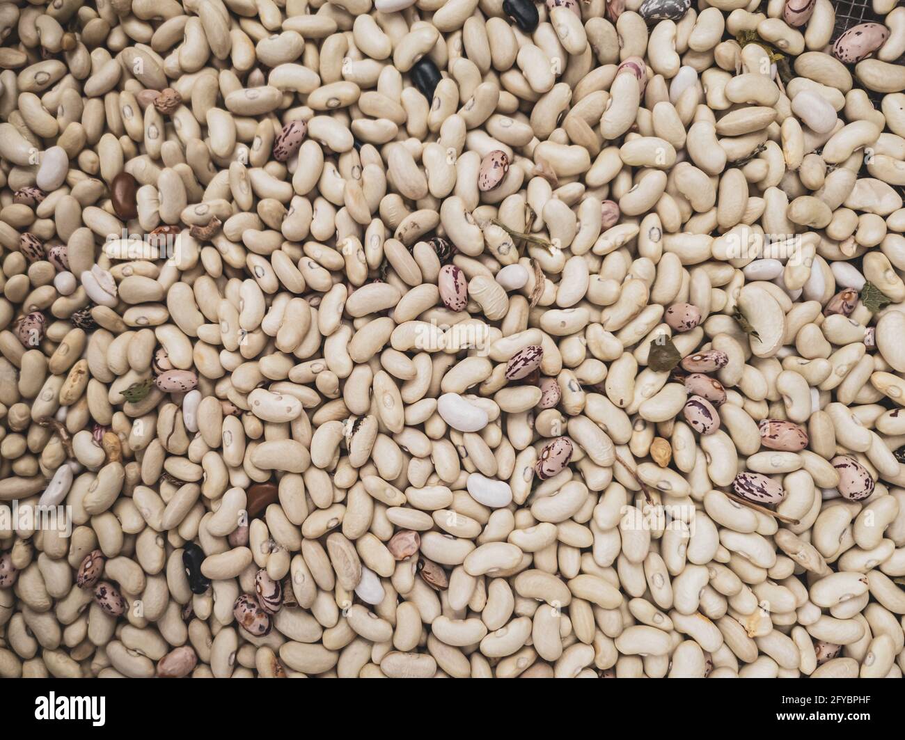 Ripe beans just picked from the garden in a sieve. Photo in pastel ...