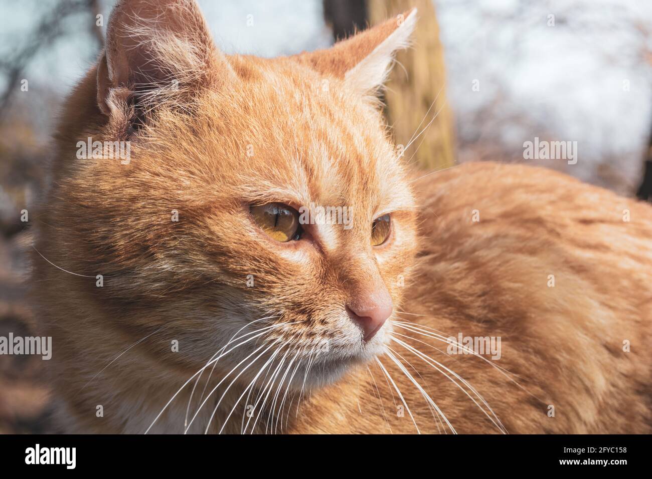 Large ginger cat close-up looking to the side. It's Spring time on the ...