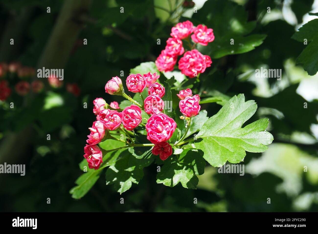 midland hawthorn, Crataegus laevigata cv Pauls Scarlet, piros galagonya ...