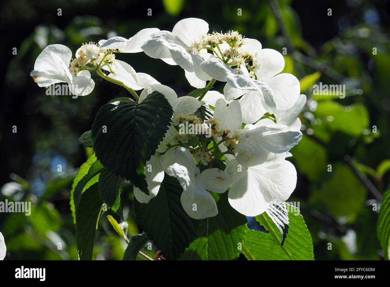 Shrub snowball hi-res stock photography and images - Alamy