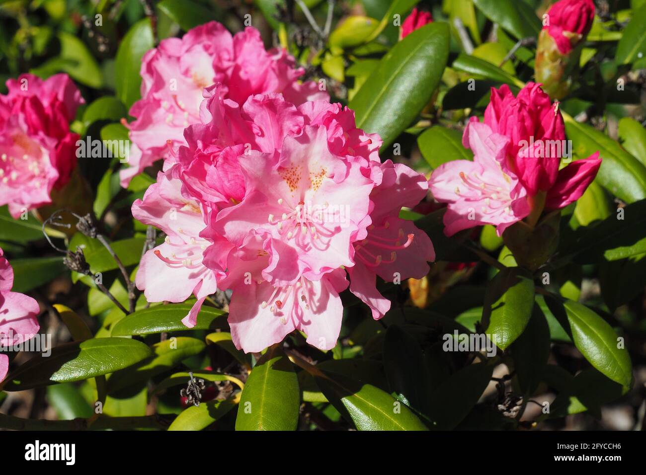 common rhododendron or pontic rhododendron, Pontischer Rhododendron ...