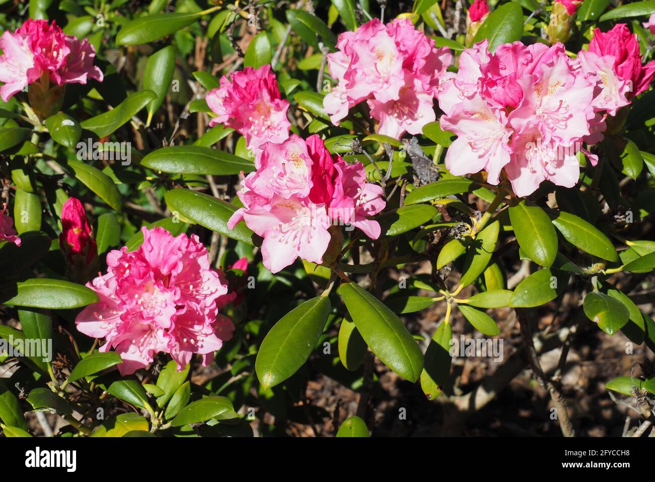 common rhododendron or pontic rhododendron, Pontischer Rhododendron ...