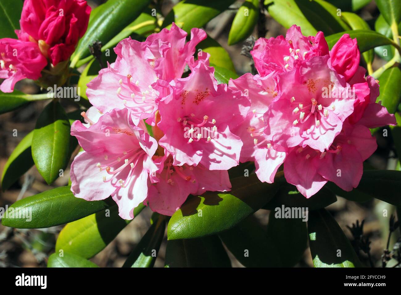 common rhododendron or pontic rhododendron, Pontischer Rhododendron ...