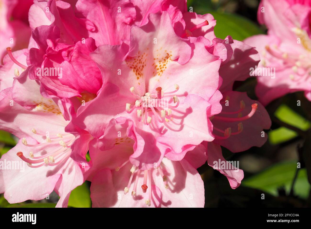 common rhododendron or pontic rhododendron, Pontischer Rhododendron ...