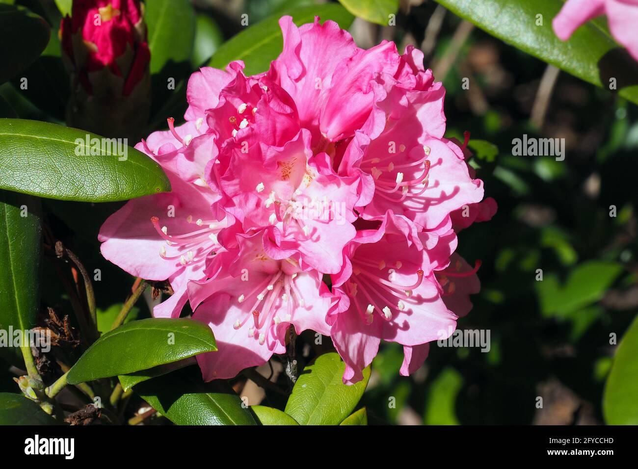 common rhododendron or pontic rhododendron, Pontischer Rhododendron ...